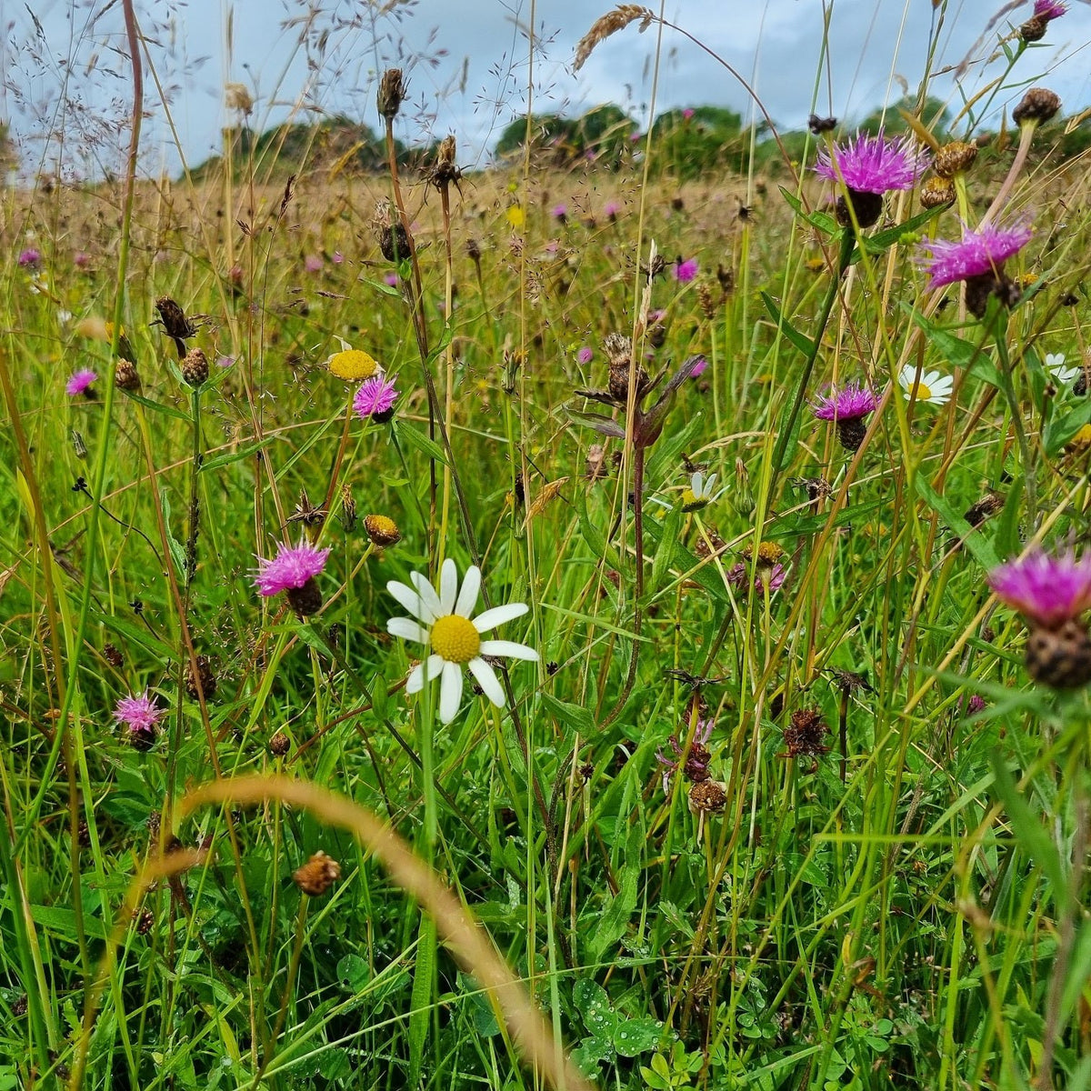Gloucestershire Neutral Soils Meadow Seed | British Wildflower Seeds ...