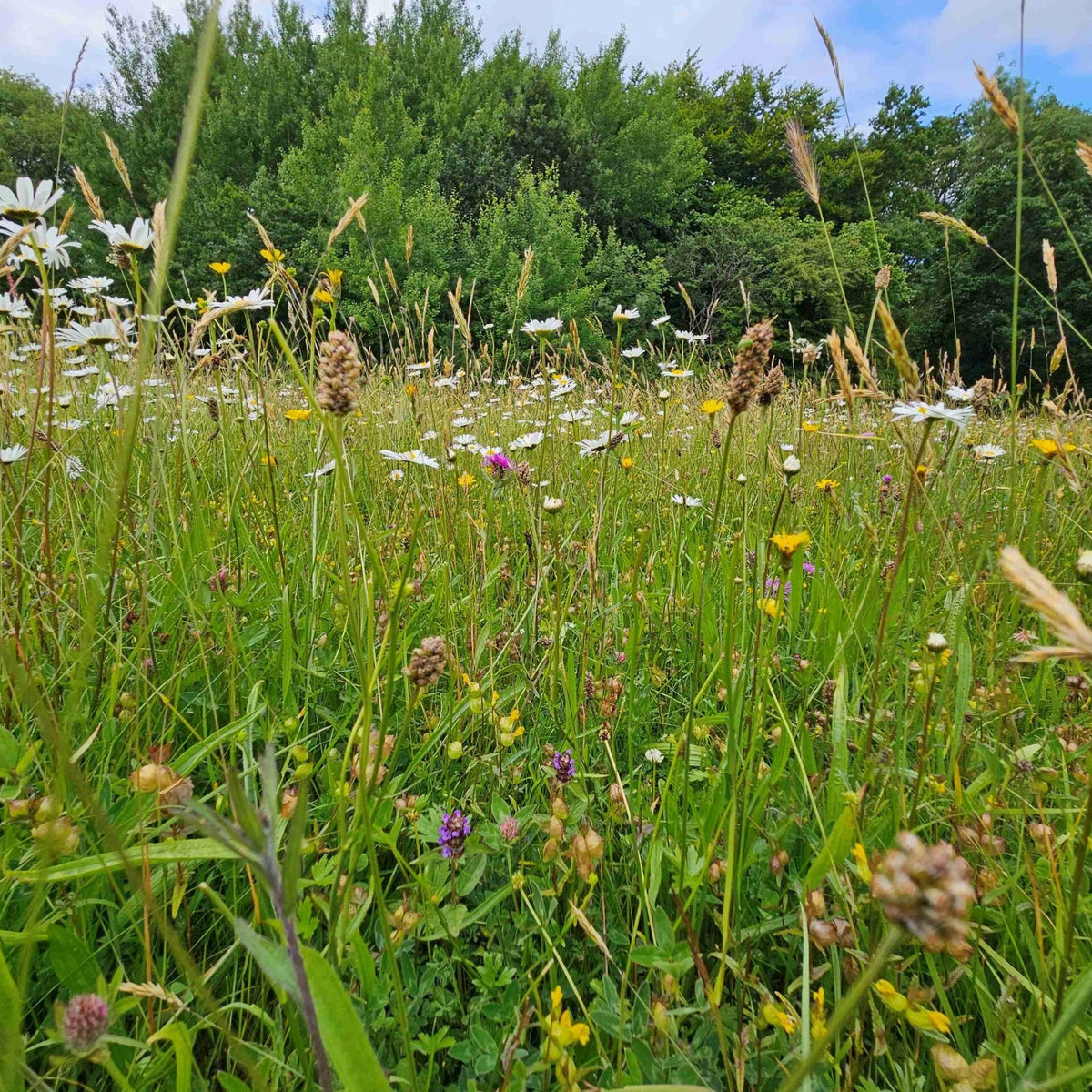 Special Meadow Mix | Wildflower Seed Packets | British Wildflower Seeds ...