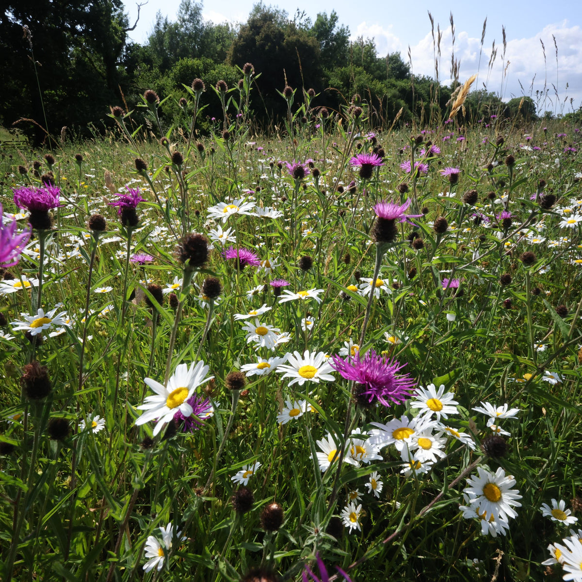 Special Meadow Mix | Wildflower Seed Packets | British Wildflower Seeds ...