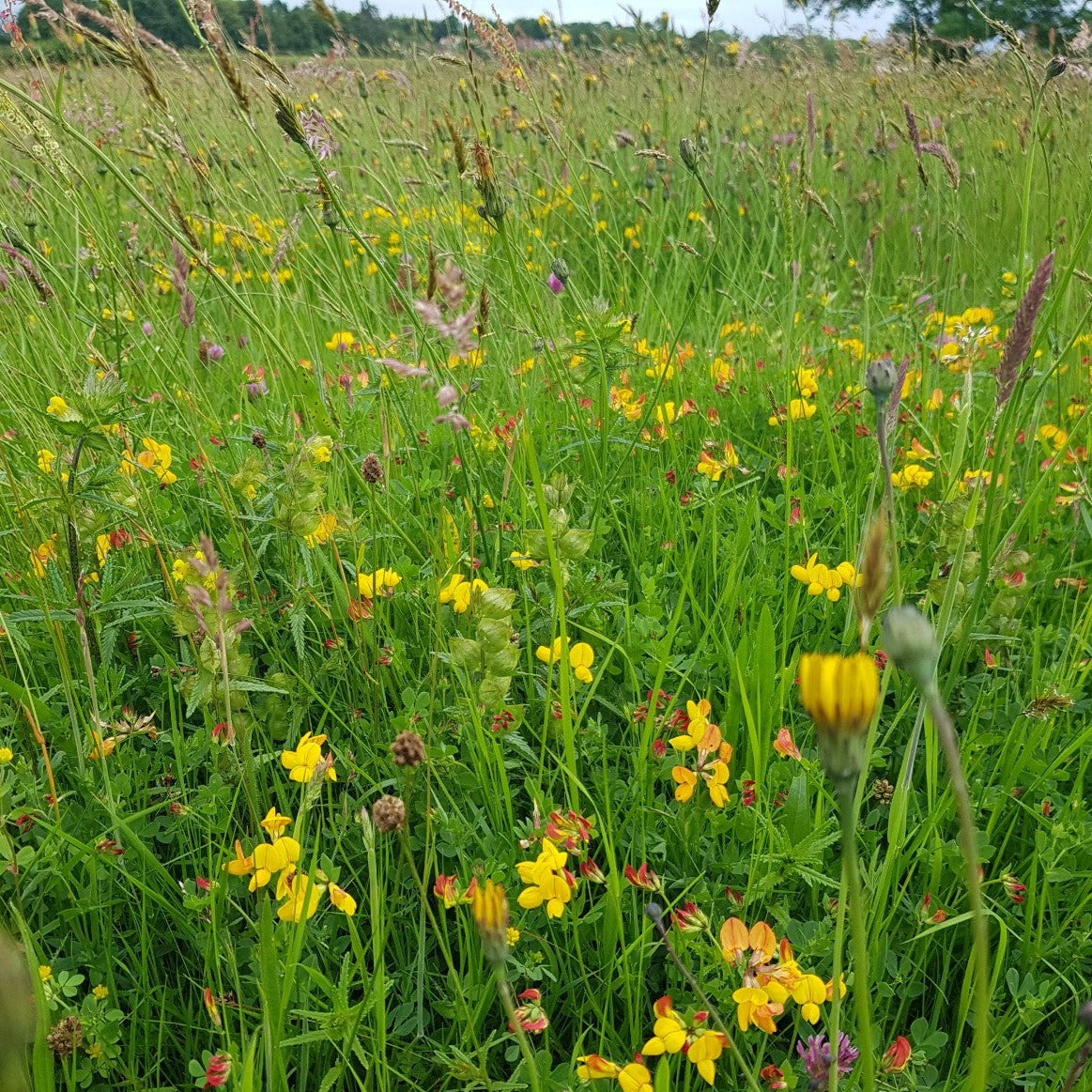 Gloucestershire Sandy Soils Meadow Seed | British Wildflower Seeds ...