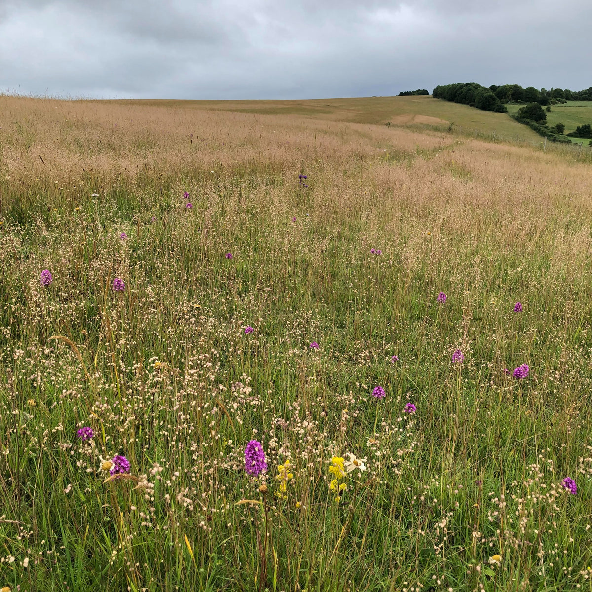Berkshire Meadow Seed | British Wildflower Seeds | British Wildflower ...