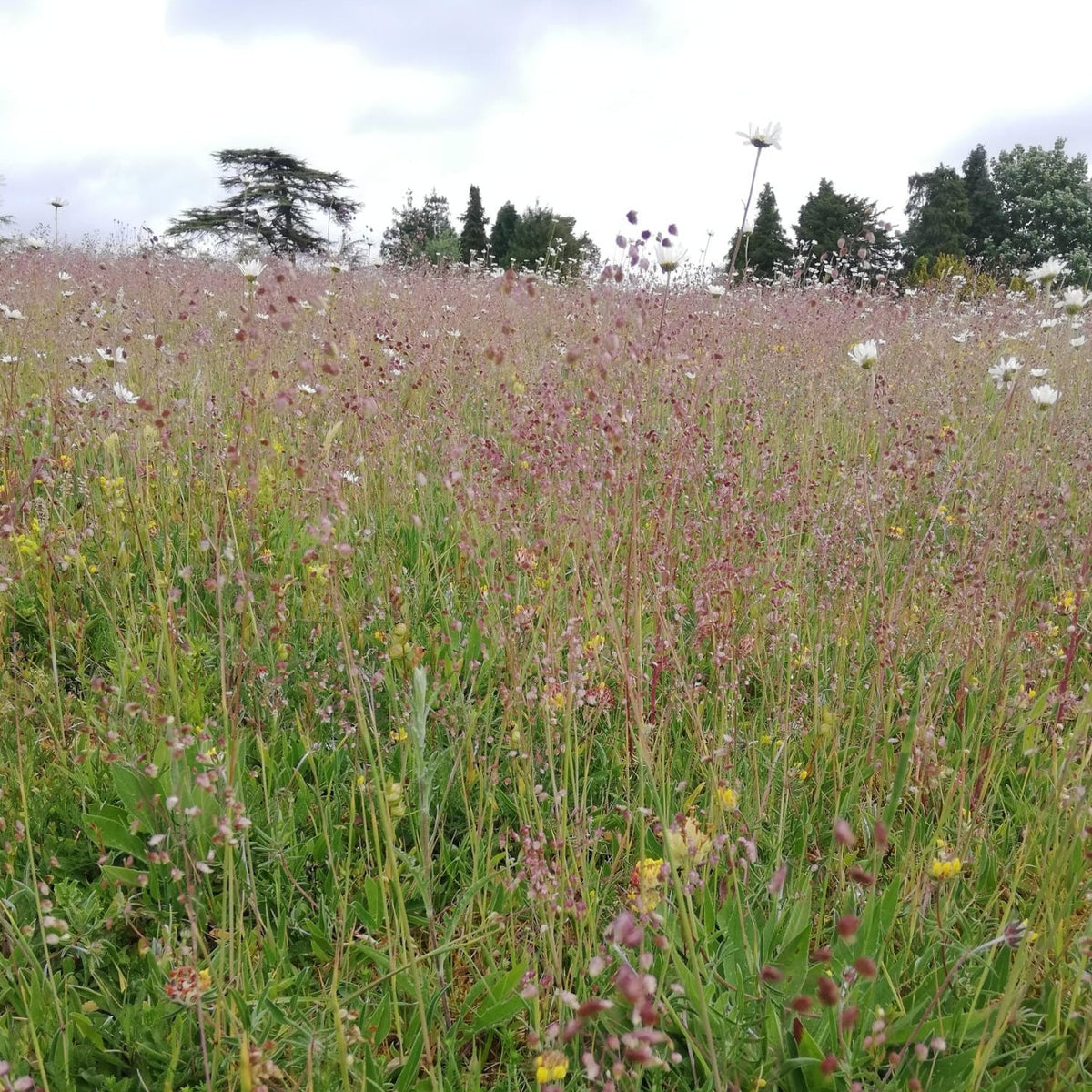 Cotswold Meadow Seed | British Wildflower Seeds | British Wildflower ...