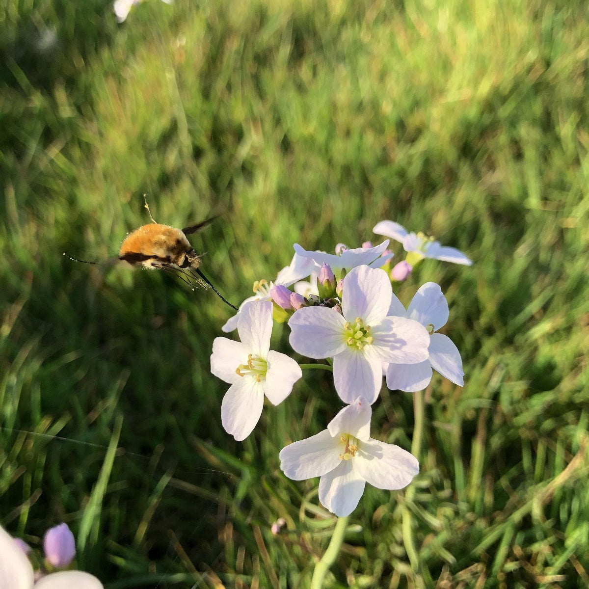 Butterfly Seed Packets | Native Flowers | British Wildflower Seeds ...