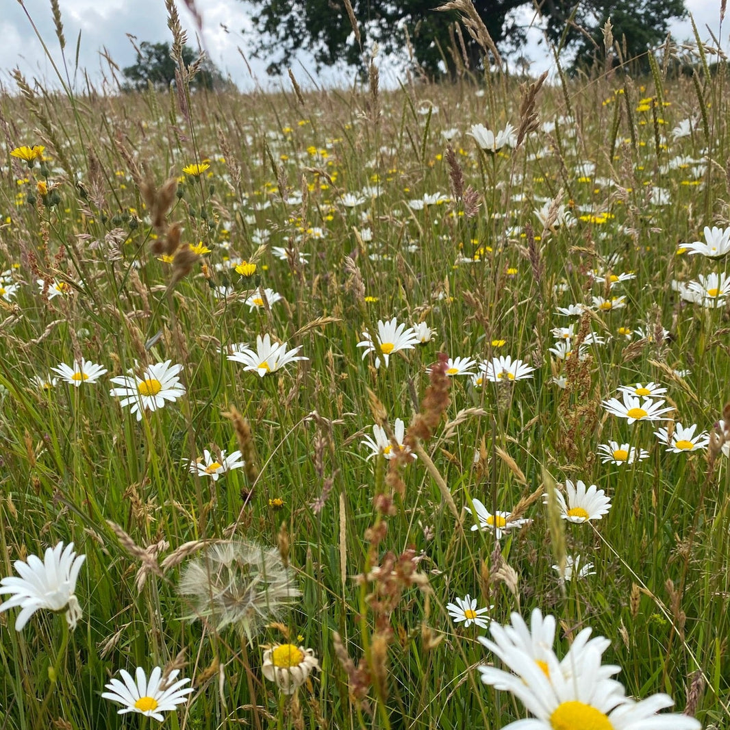 Wildflower Meadow Seeds | British Wildflower Seeds