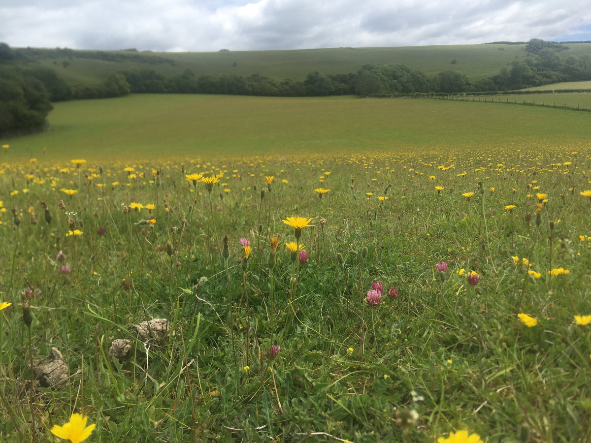 Mid Dorset Organic Meadow Seed Mix | British Wildflower Seeds | British ...