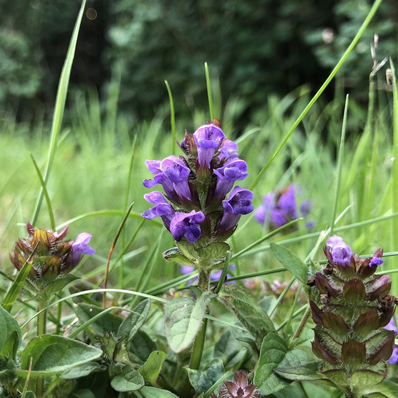 Bee Seed Packets | Native Flowers | British Wildflower Seeds