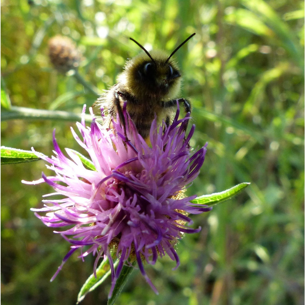 Bee Seed Packets | Native Flowers | British Wildflower Seeds