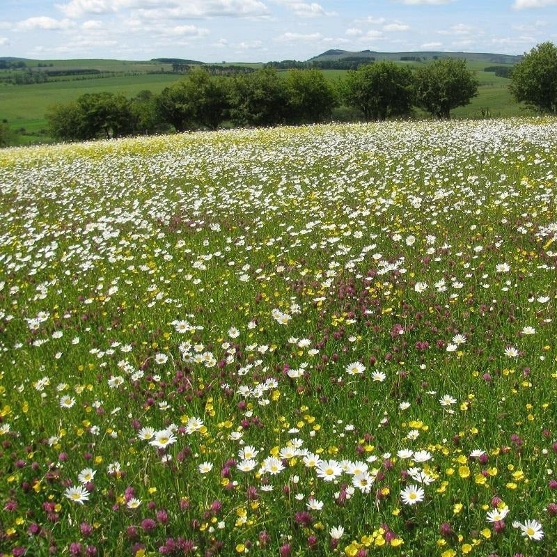 Northumberland Meadow Seed Mix | British Wildflower Seeds | British ...